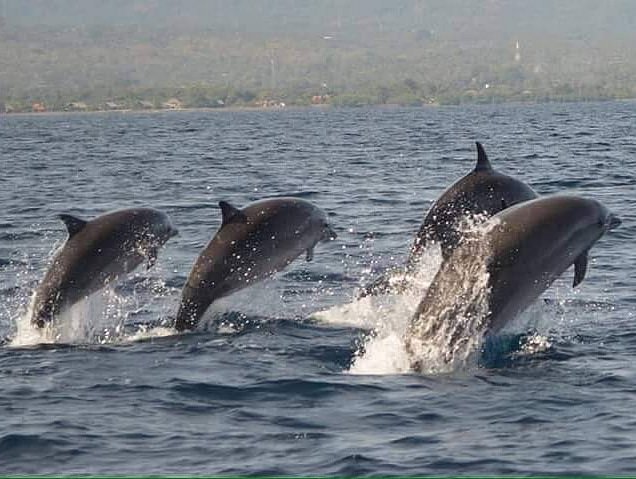 Places to Swim with Dolphins in Bali - Bali Dolphin Swim